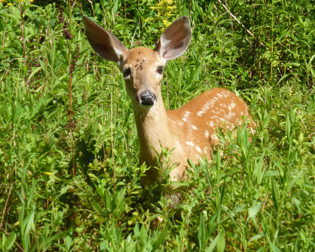 Fawn - Elk Mountain Area 2025