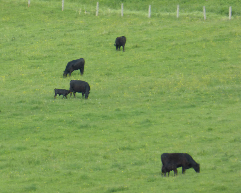 Spring Supper - Elk Mountain Area